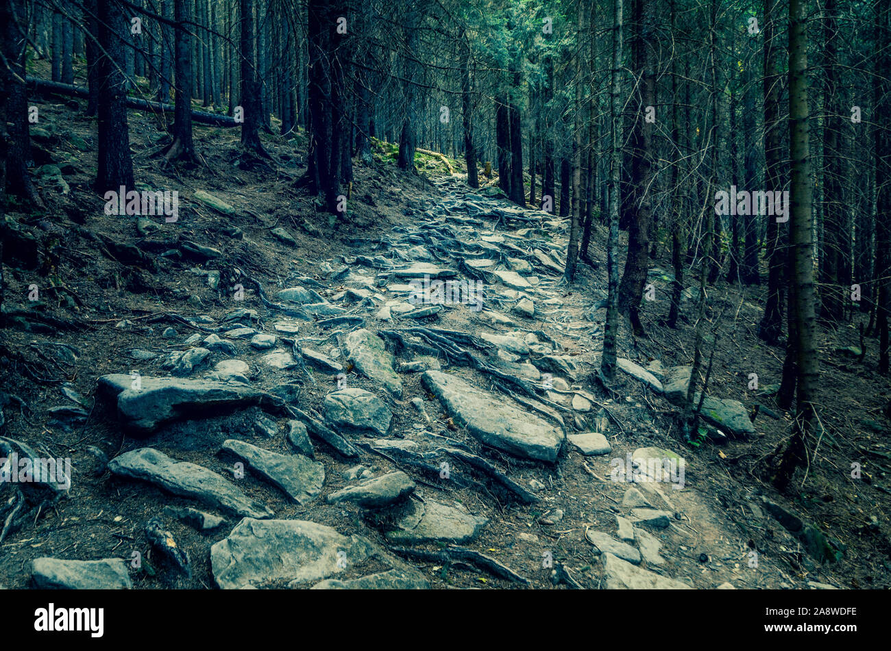 Spooky path hi-res stock photography and images - Alamy