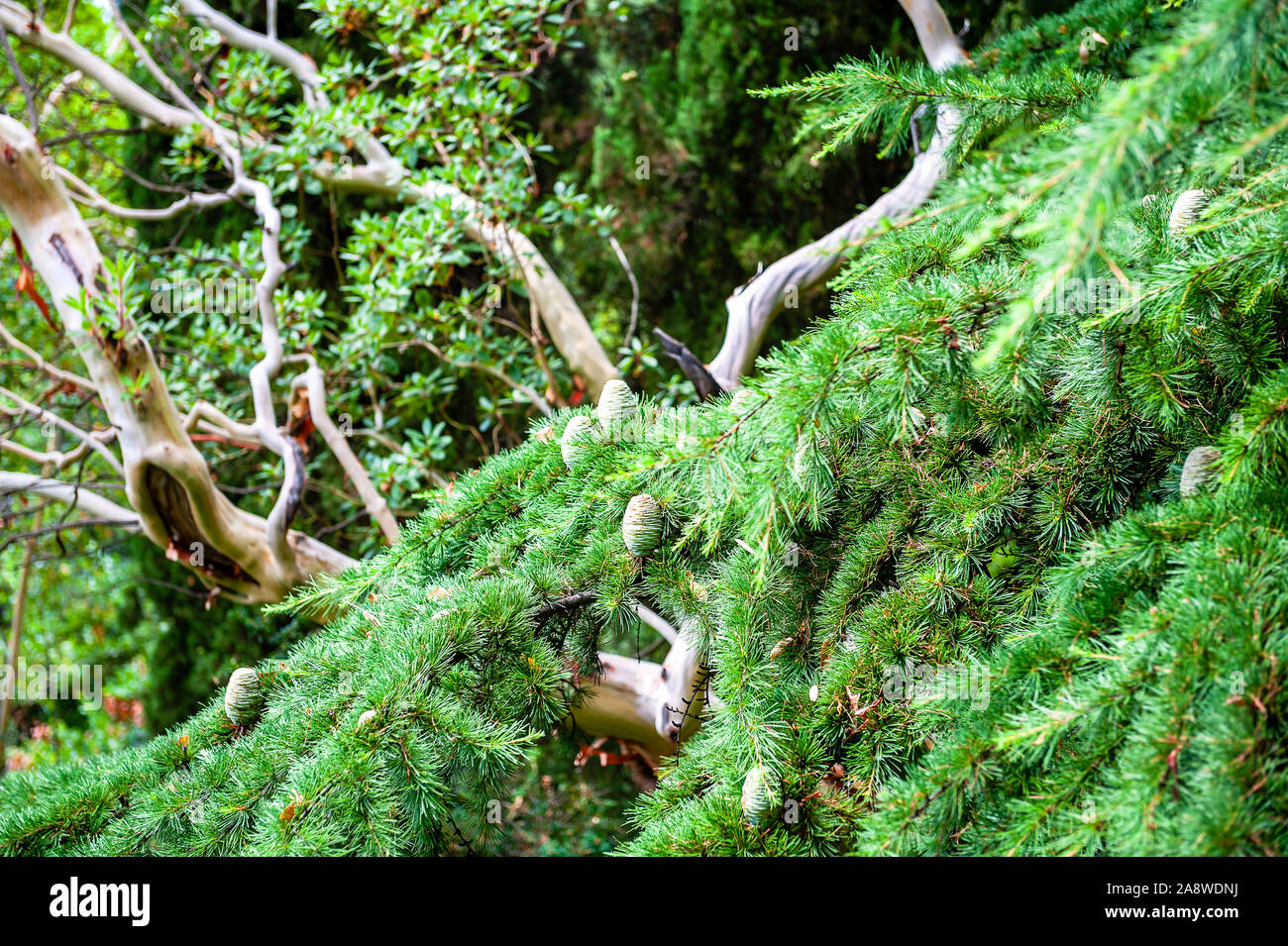 Green pins of pine Stock Photo - Alamy