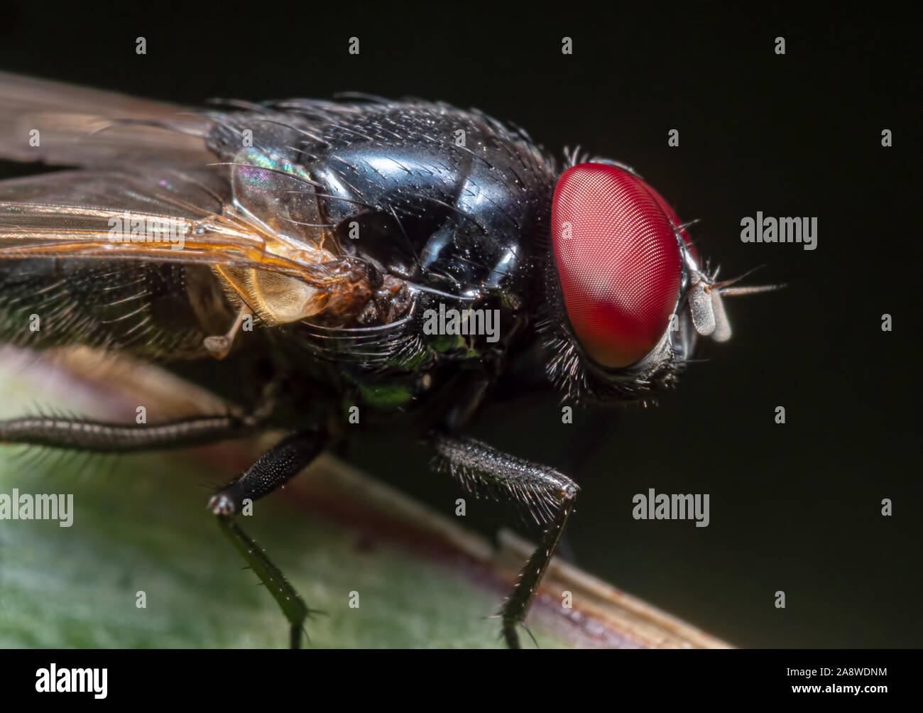 Macro Photography of Black Blowfly on Green Leaf Isolated on Black ...