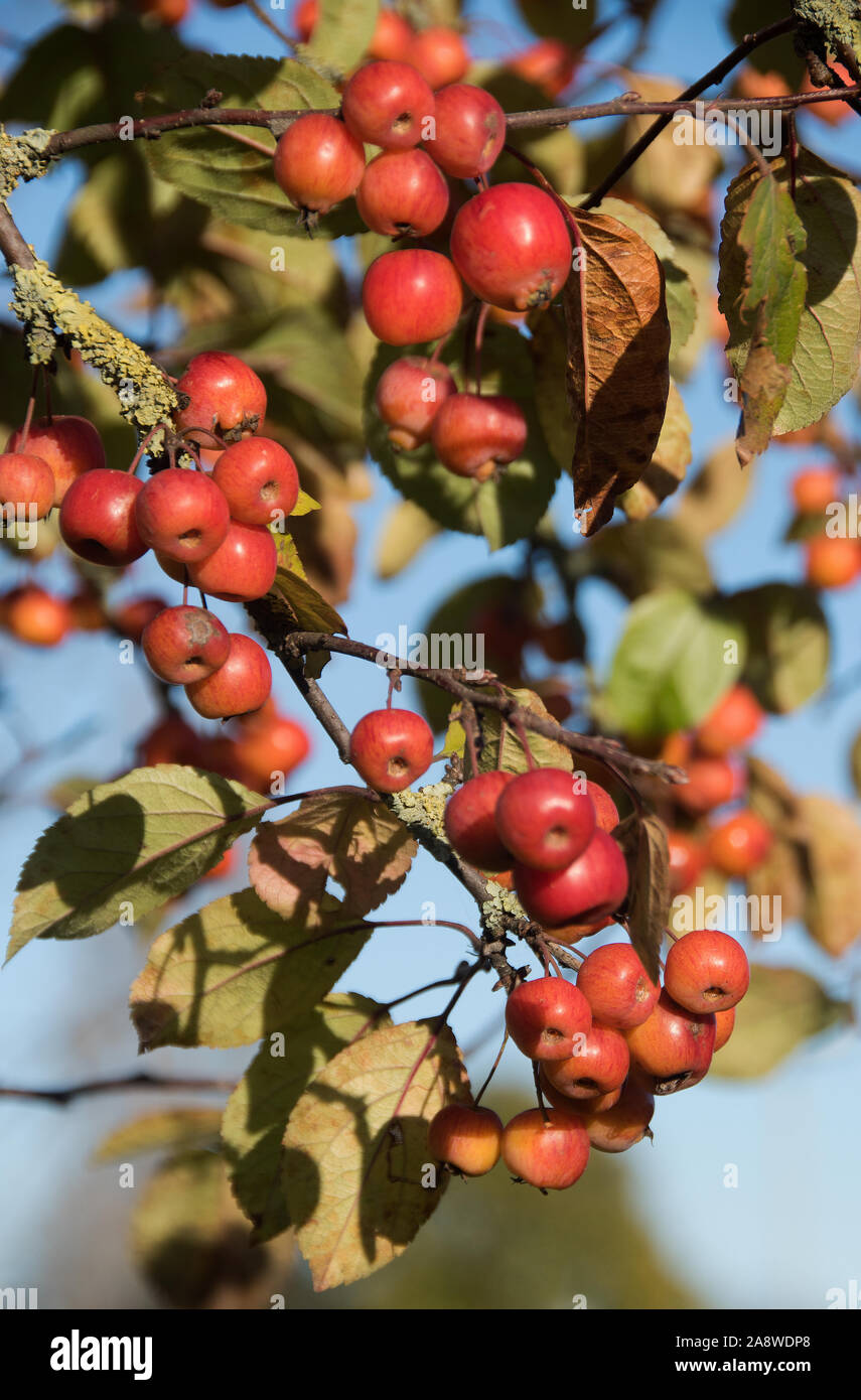 Malus sylvestris - crab apple Stock Photo - Alamy