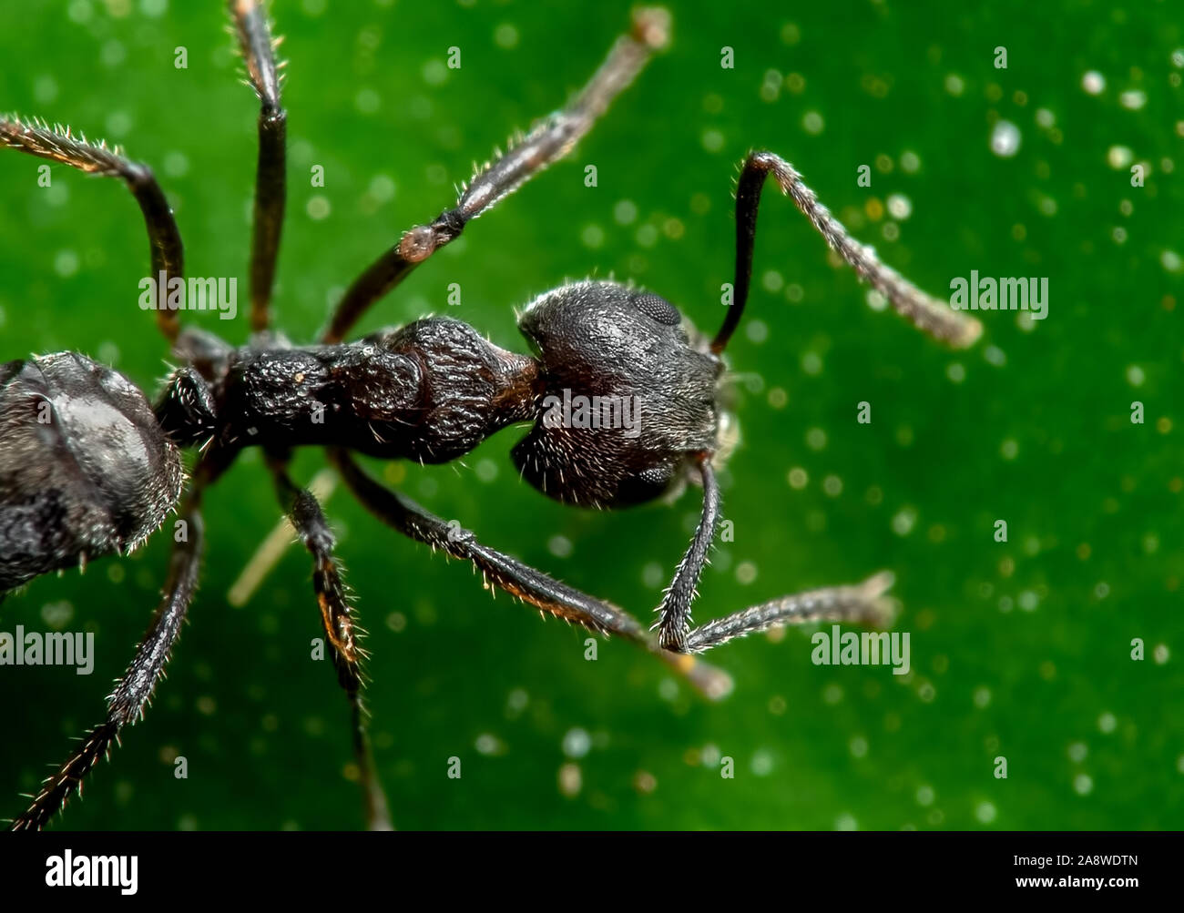 Macro Photography of Tiny Black Garden Ant on Green Leaf Stock Photo ...