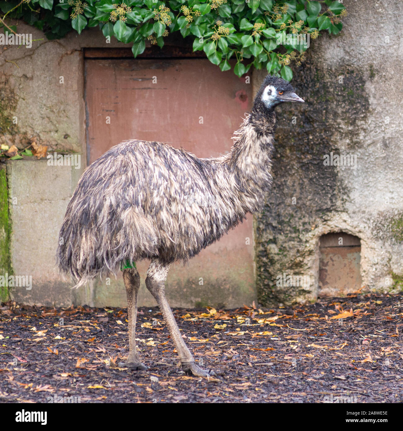 Emu at London Zoo Stock Photo - Alamy