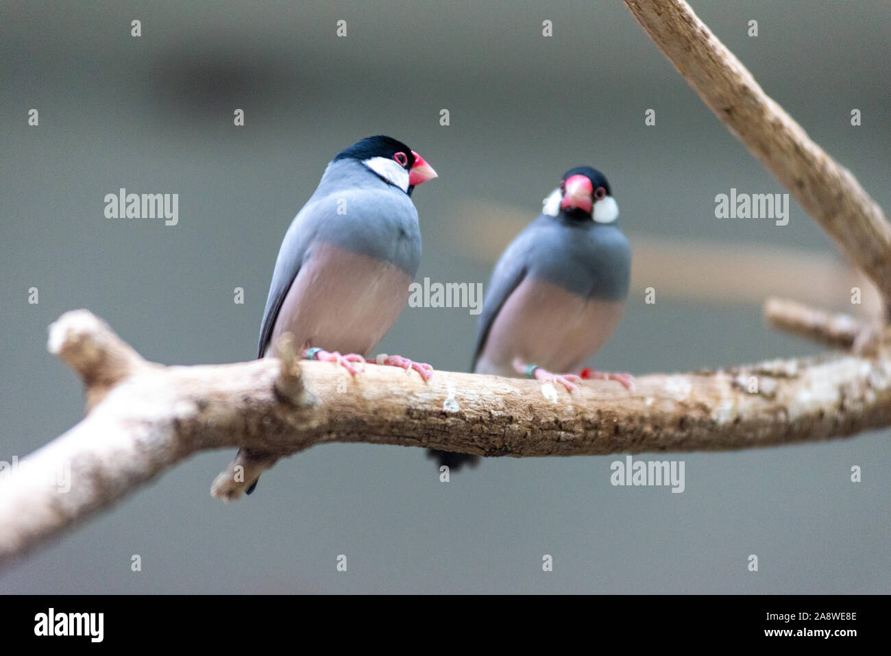Finches hi-res stock photography and images - Alamy
