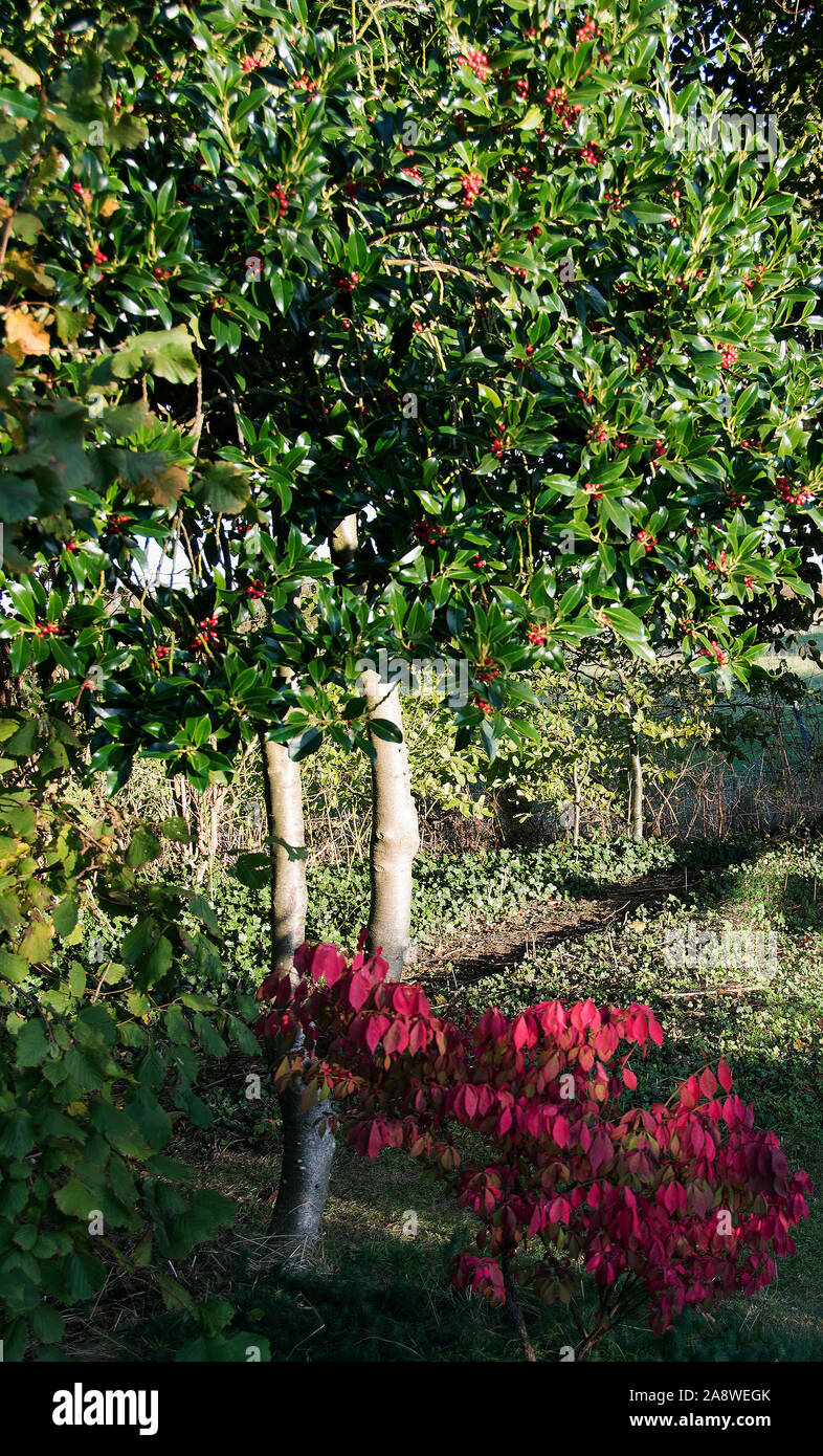 Red leaved spindle tree hi-res stock photography and images - Alamy