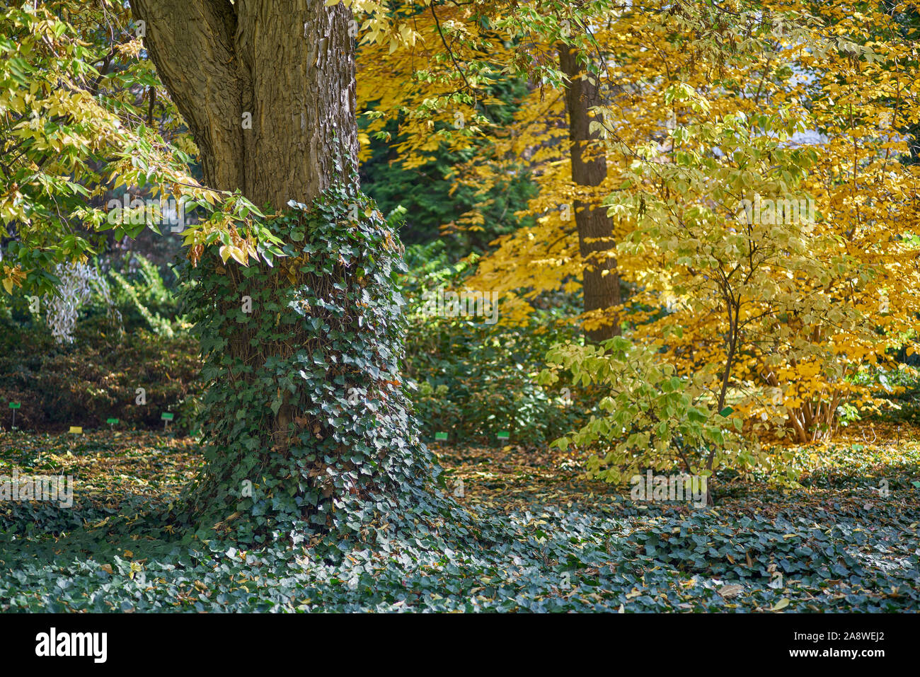 Botanical Gardens of Wroclaw in autumn quiet autumn landscape Stock ...