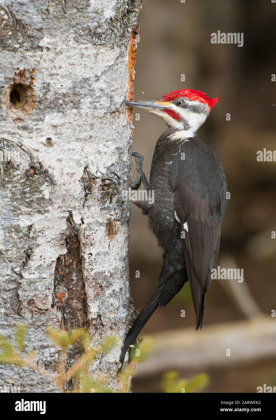 Woodpeckers birds hi-res stock photography and images - Alamy