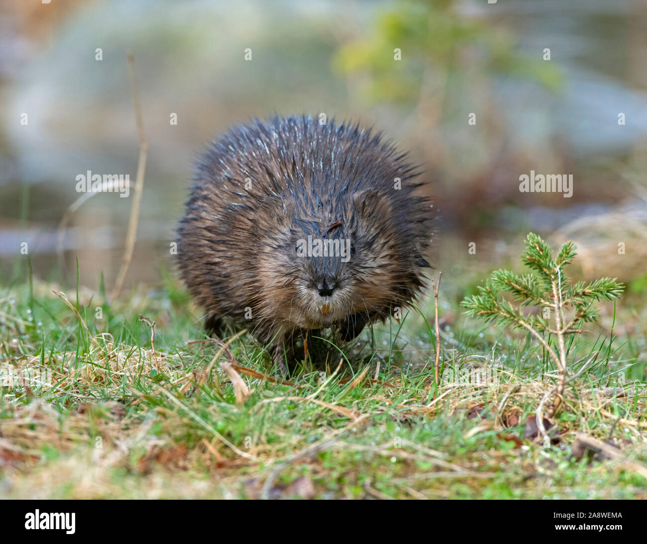 Muskrat (Ondatra zibethicus). Acadia National Park, Maine Stock Photo ...