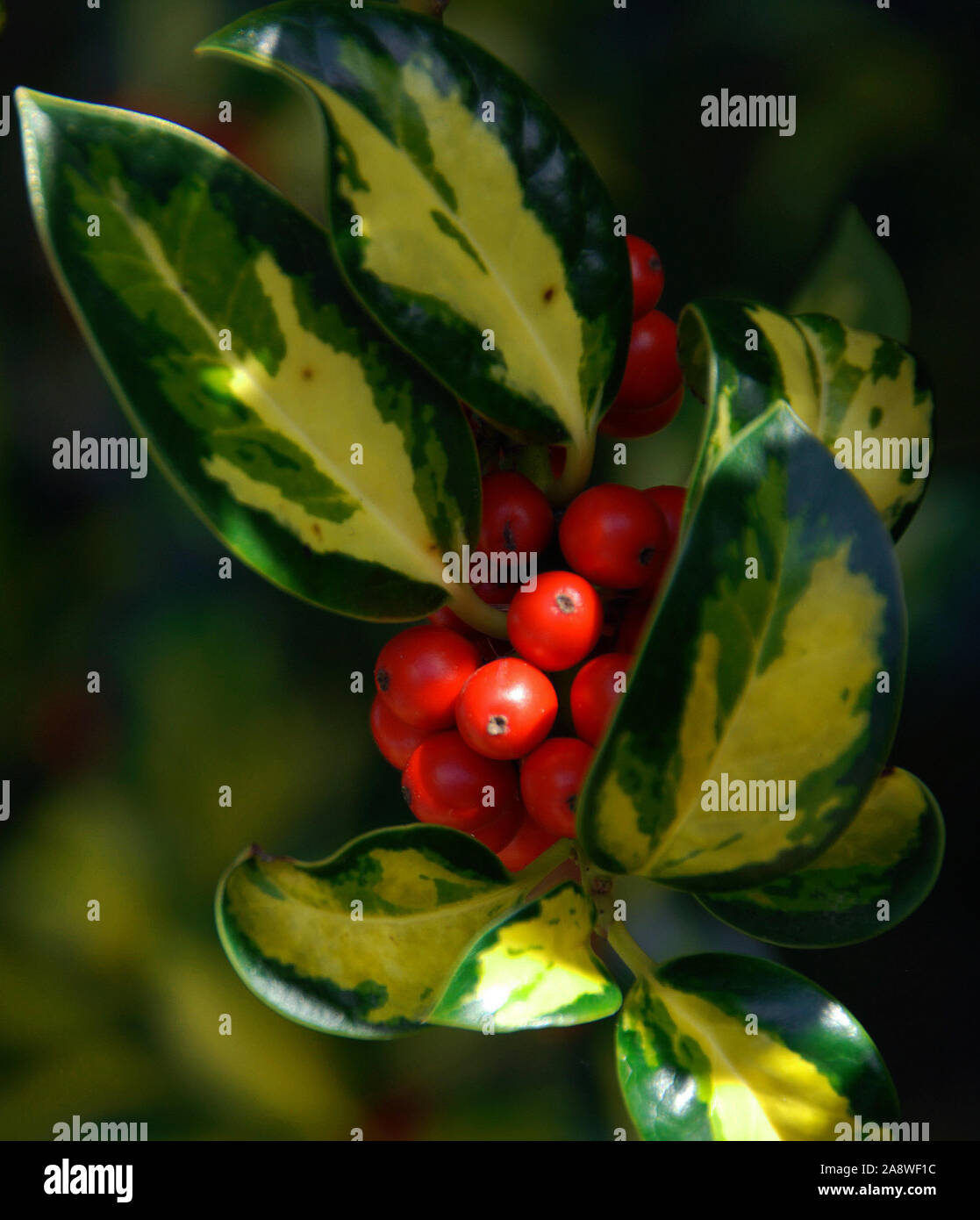 Flash gold hi-res stock photography and images - Alamy