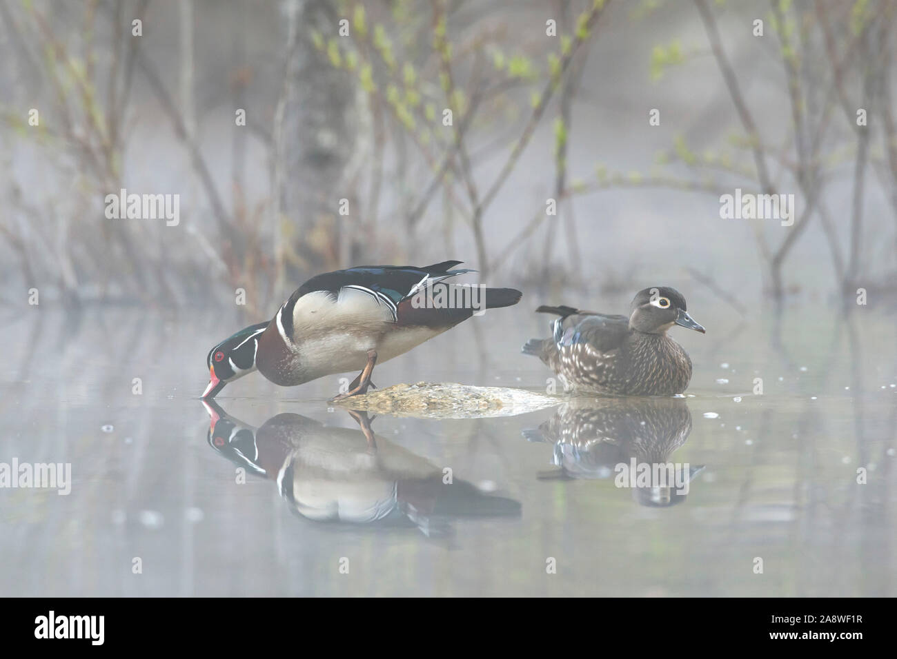 Mating couples hi-res stock photography and images - Alamy