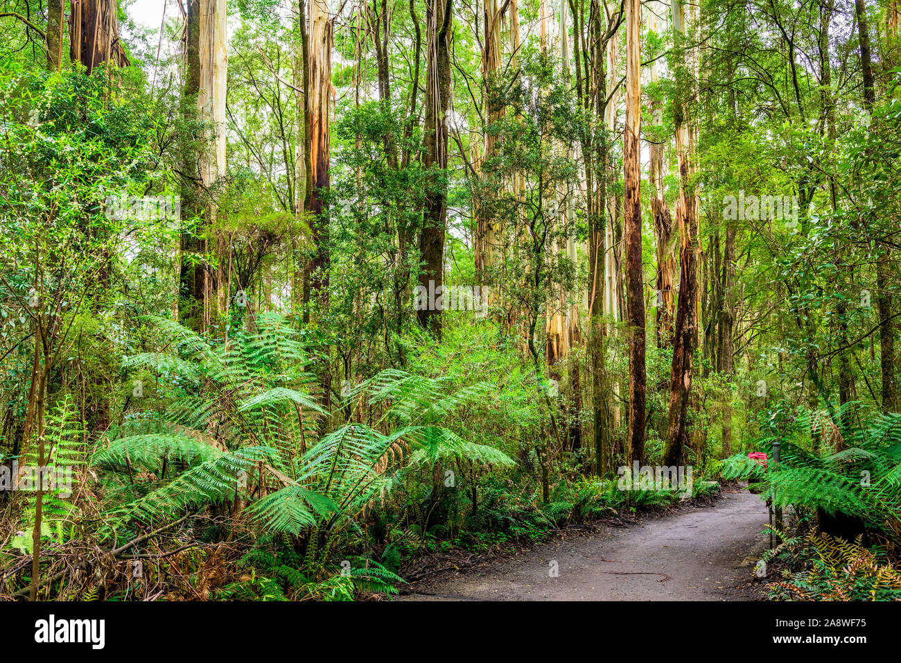 Giant swamp gum eucalyptus regnans hi-res stock photography and images ...