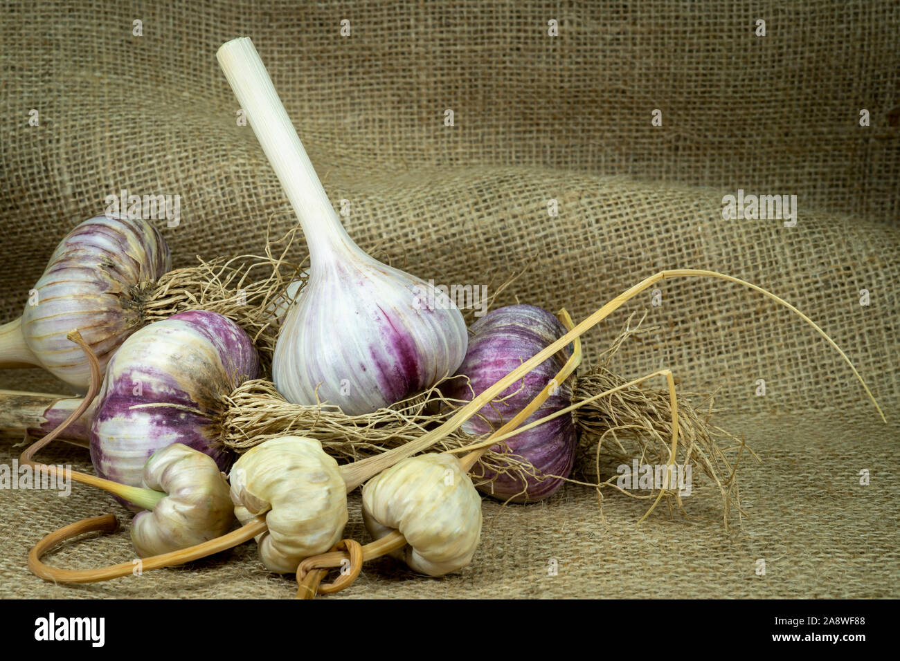 Garlic harvest, bulbs and bulbils on a hessian fabric in a close up ...