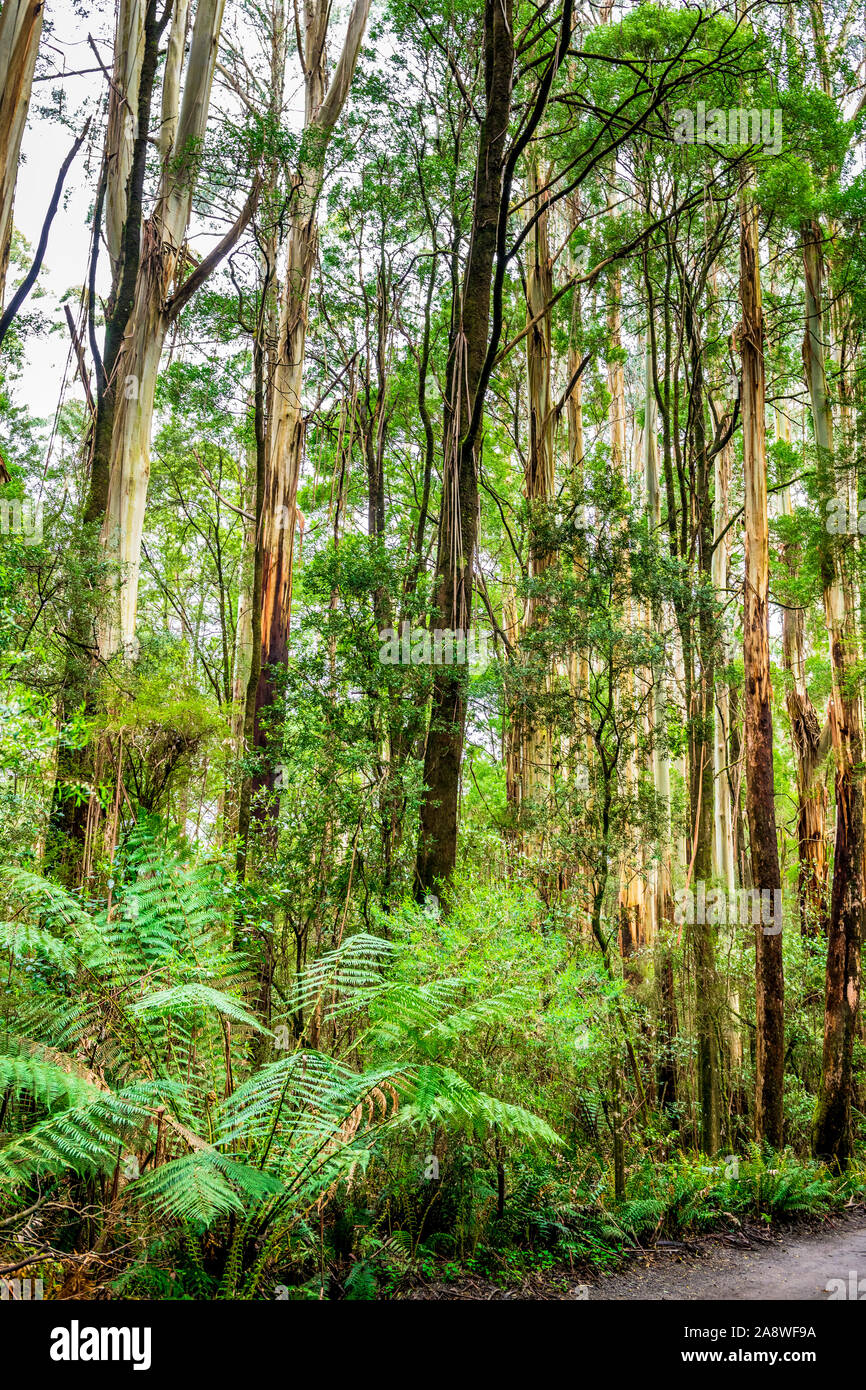 Giant swamp gum eucalyptus regnans hi-res stock photography and images ...