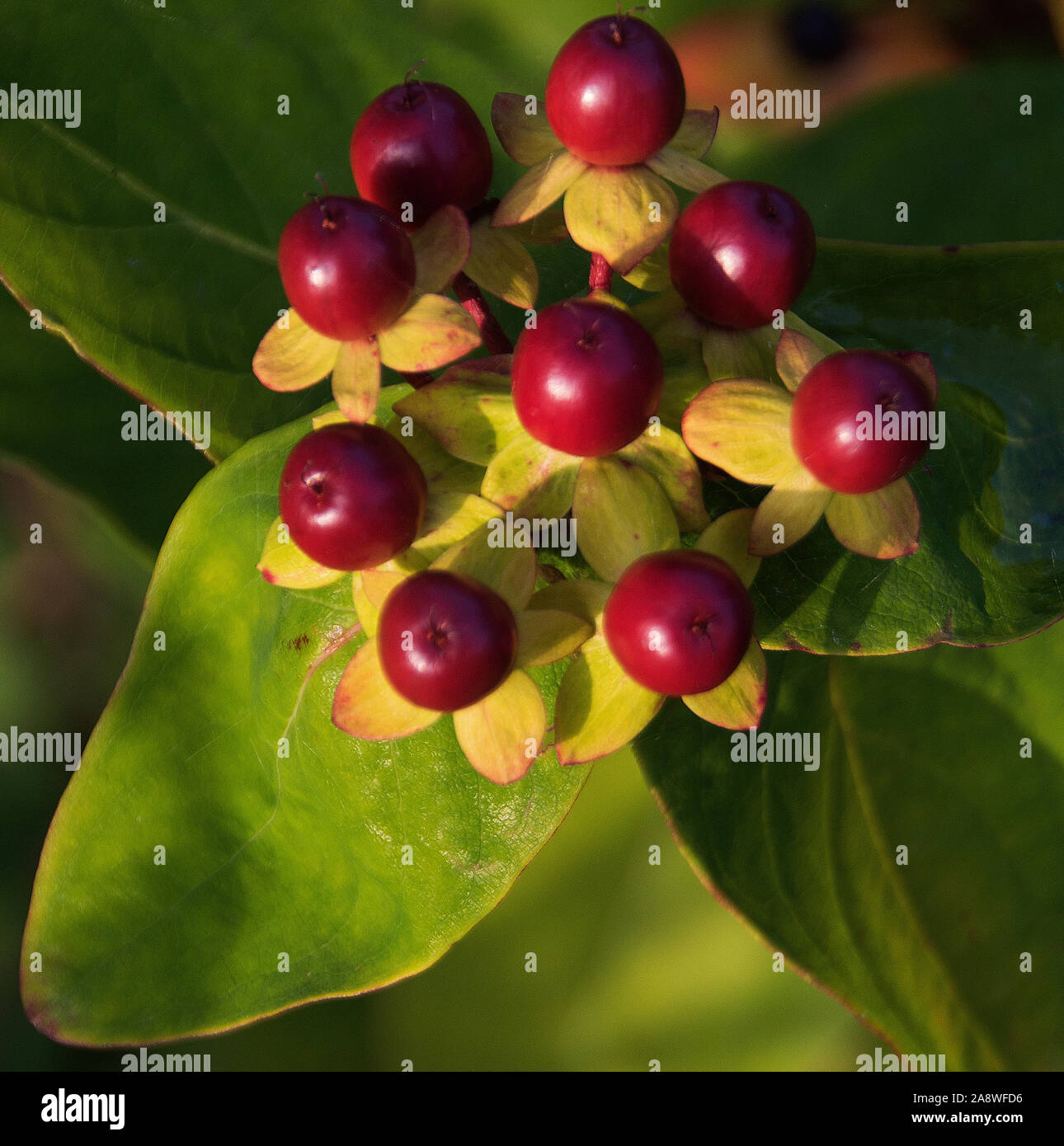 Hypericum berries hi-res stock photography and images - Alamy