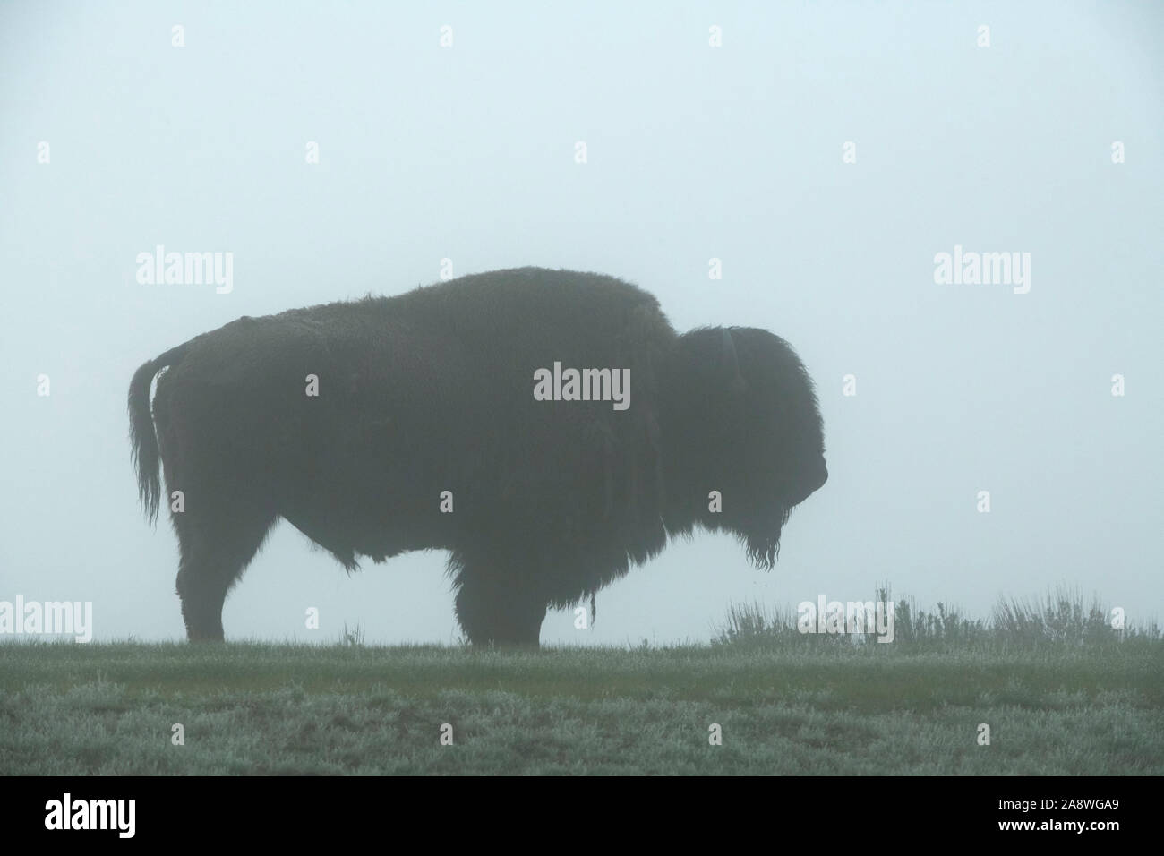 American buffalo hi-res stock photography and images - Alamy