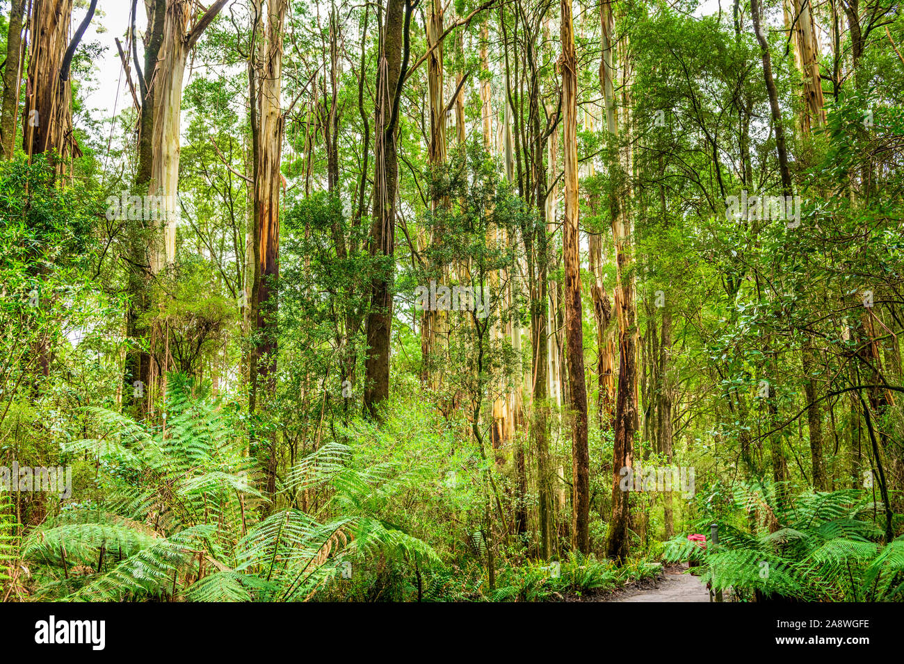 Giant swamp gum eucalyptus regnans hi-res stock photography and images ...