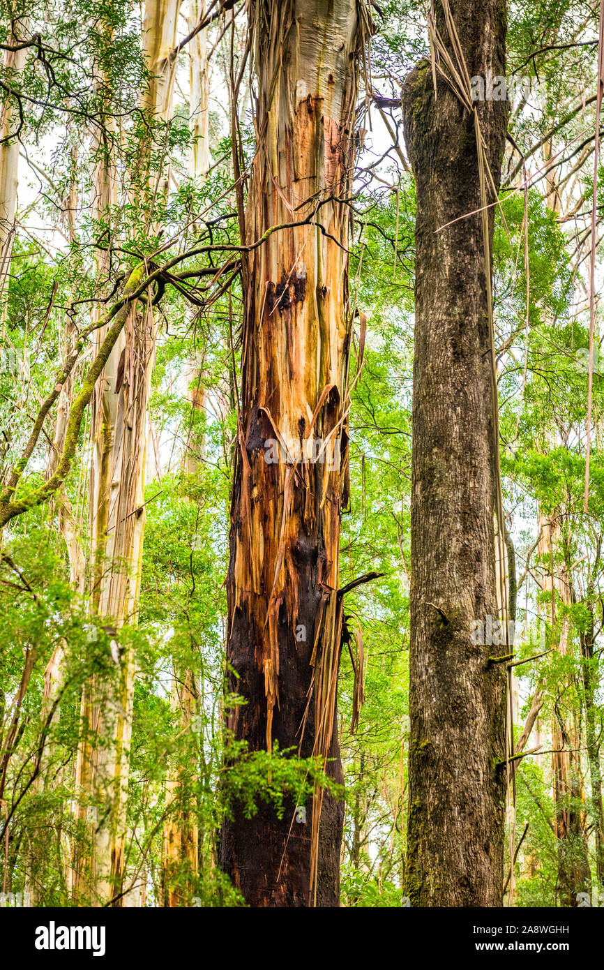 Giant swamp gum eucalyptus regnans hi-res stock photography and images ...