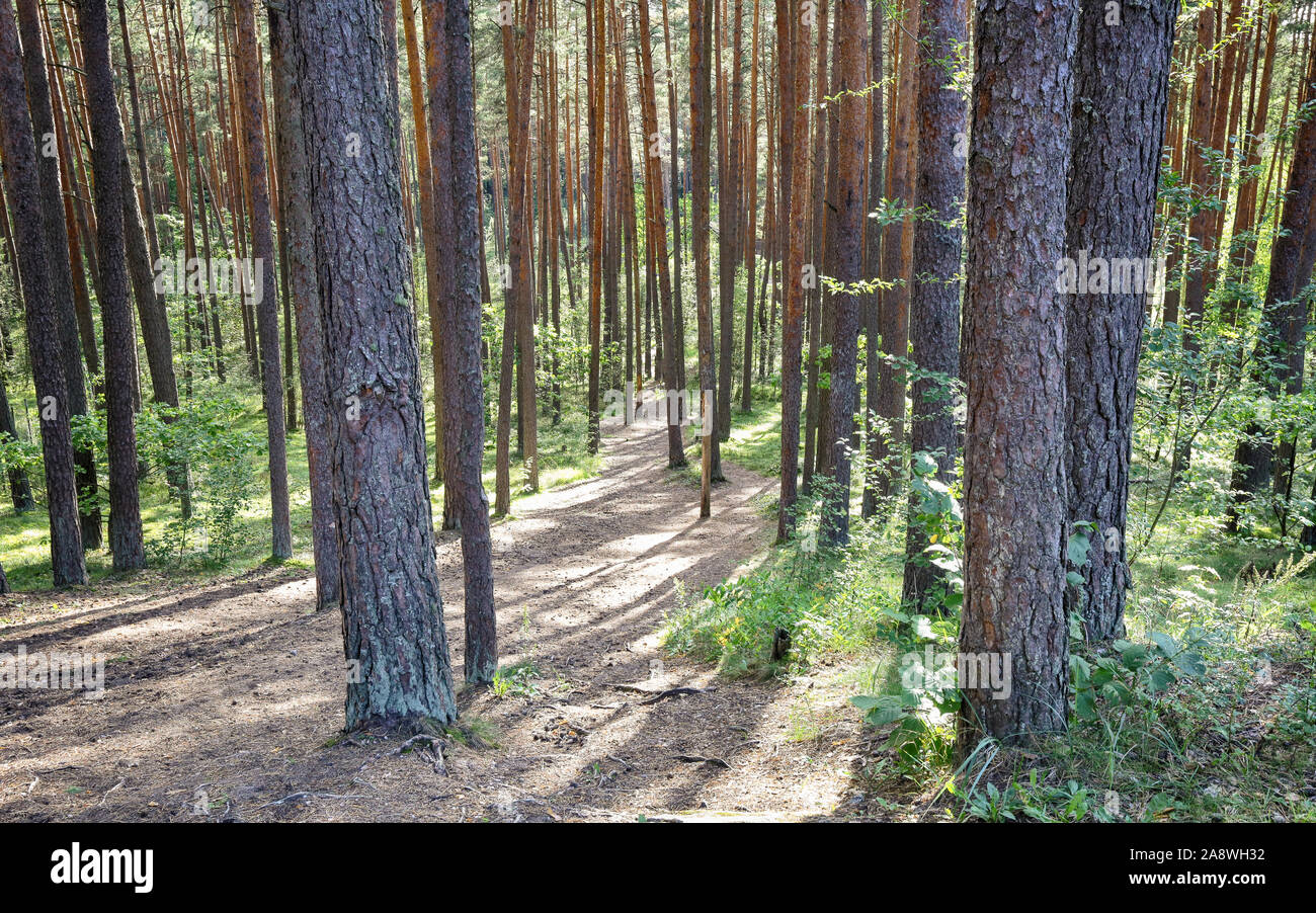 Curved path in the summer pine trees forest Stock Photo - Alamy