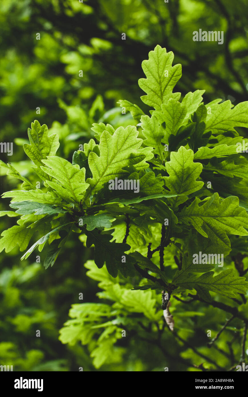 Round oak tree hi-res stock photography and images - Alamy