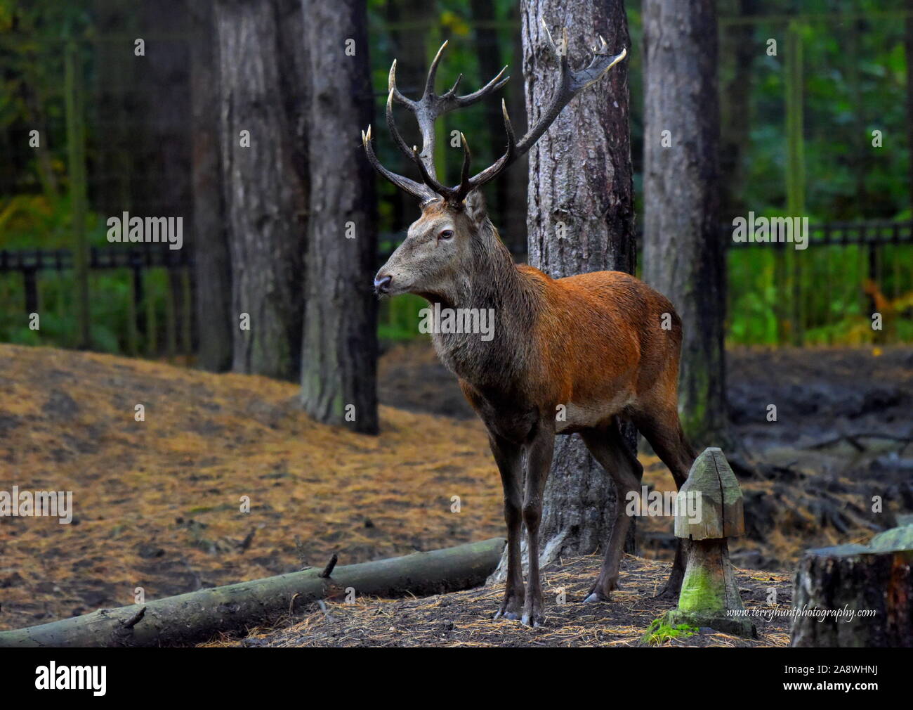 Red deer stag Stock Photo - Alamy