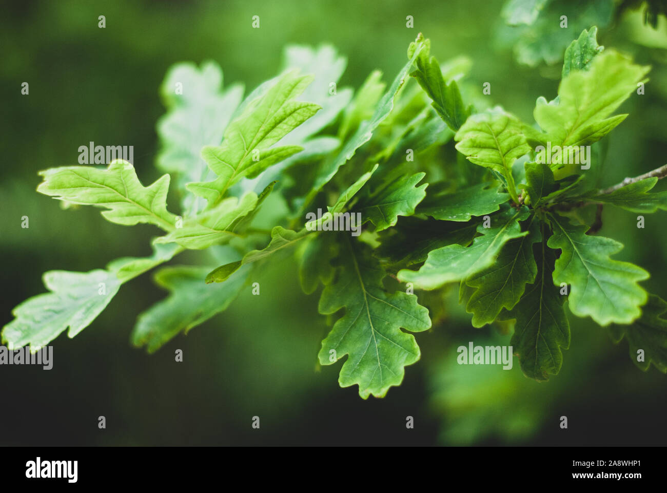 A branch of English Oak tree leaves with soft blur background Stock ...