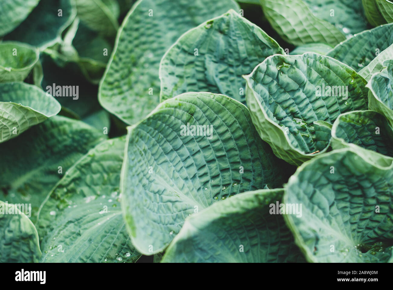 Pattern and texture created by the growth of Hosta Leaves Stock Photo ...
