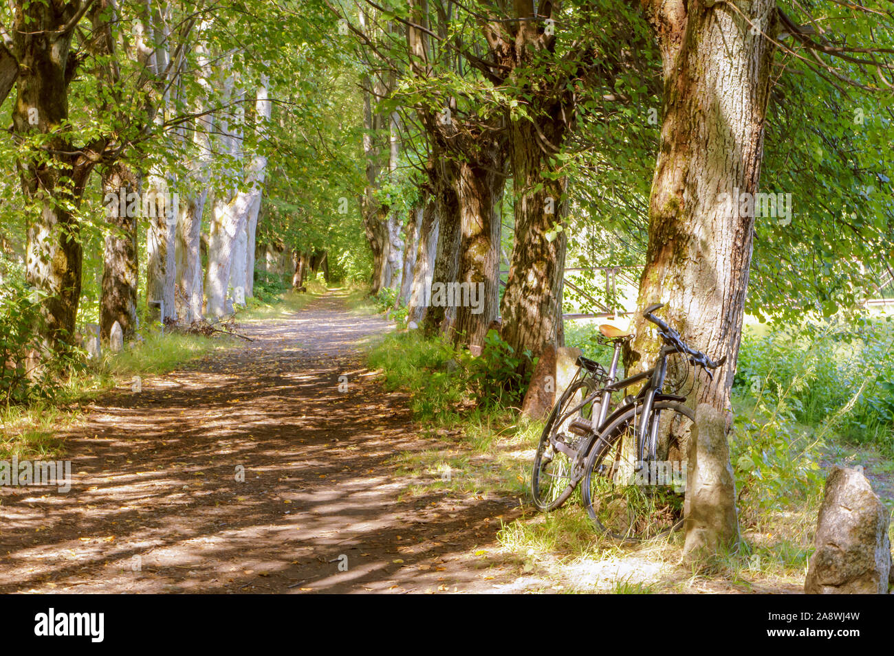 Ancient lime alley. Black bike on the forest path Stock Photo - Alamy