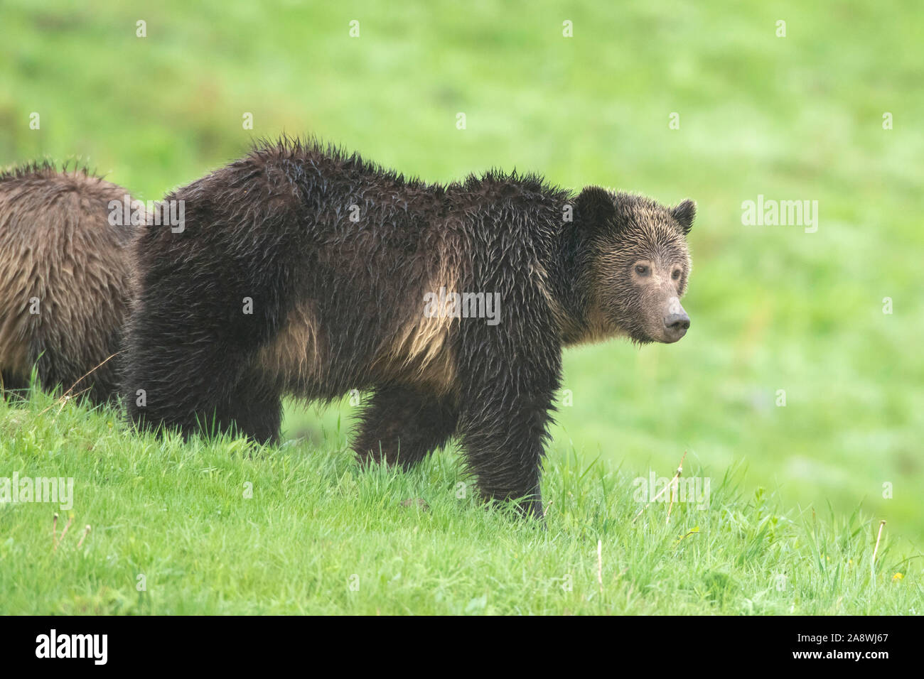 George sanker hi-res stock photography and images - Alamy