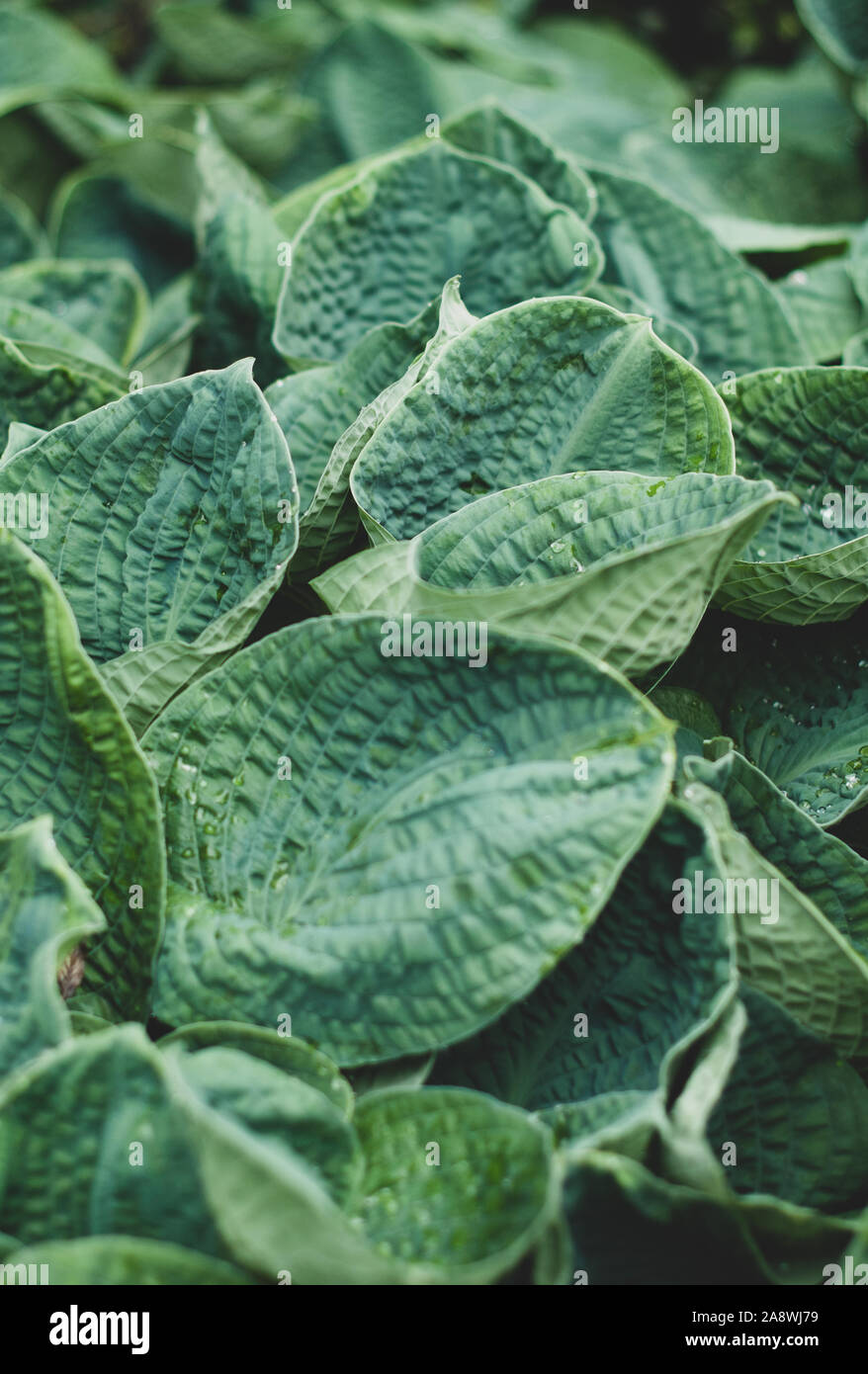 Pattern and texture created by the growth of Hosta Leaves Stock Photo ...