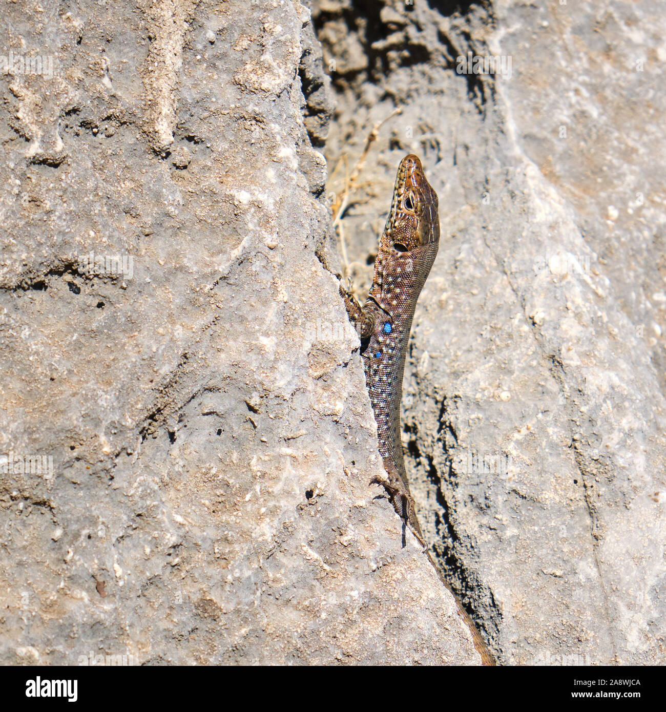 Greek rock lizard (Hellenolacerta graeca) at Leonidio. This species of ...