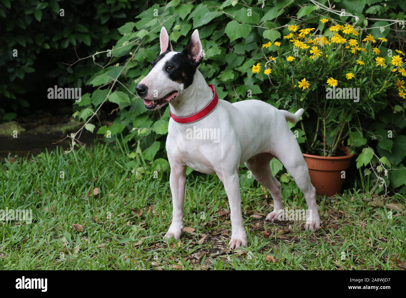 English Bull Terrier Profile High Resolution Stock Photography and ...