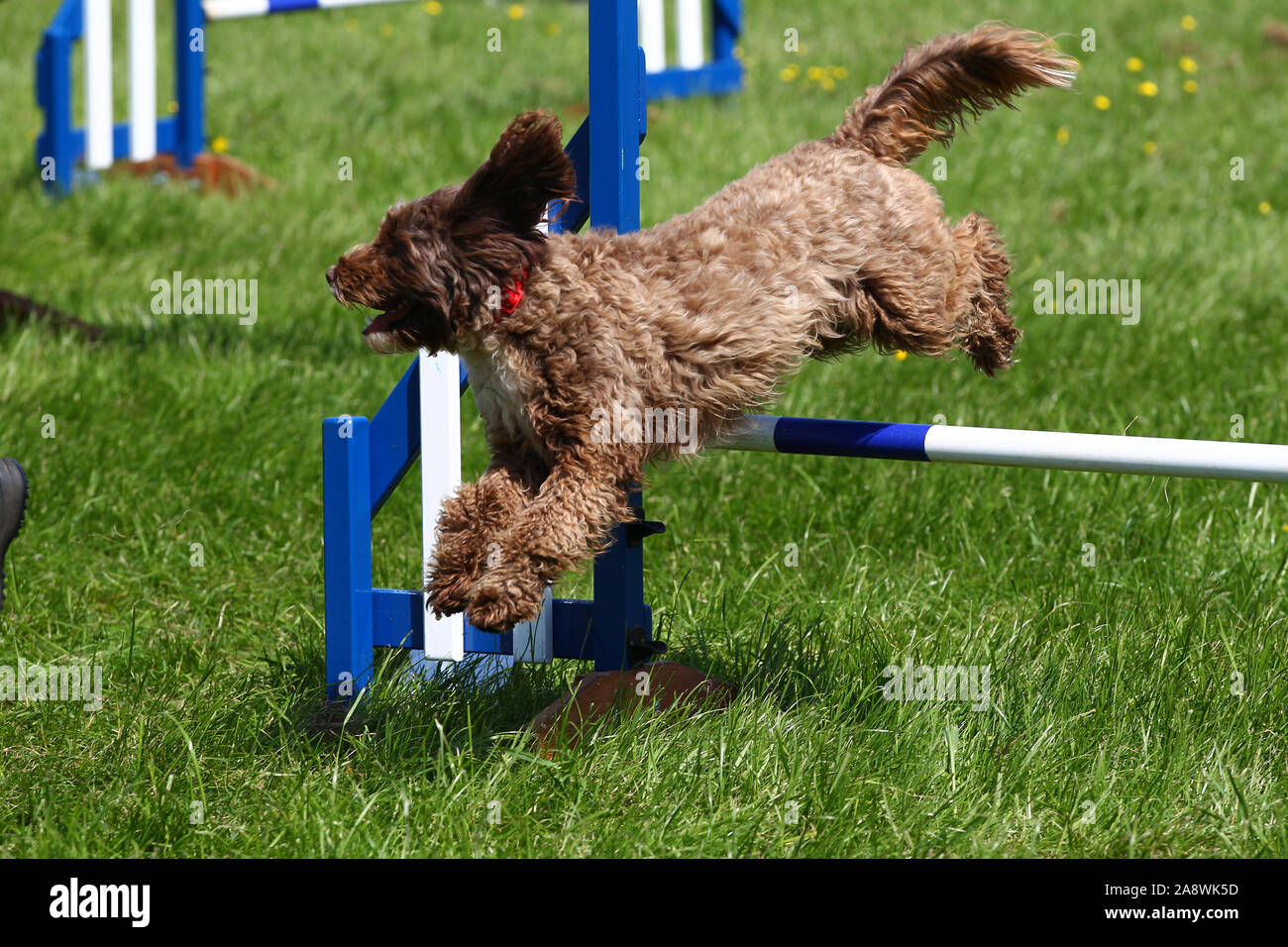 Cockapoo dog jumping hi-res stock photography and images - Alamy