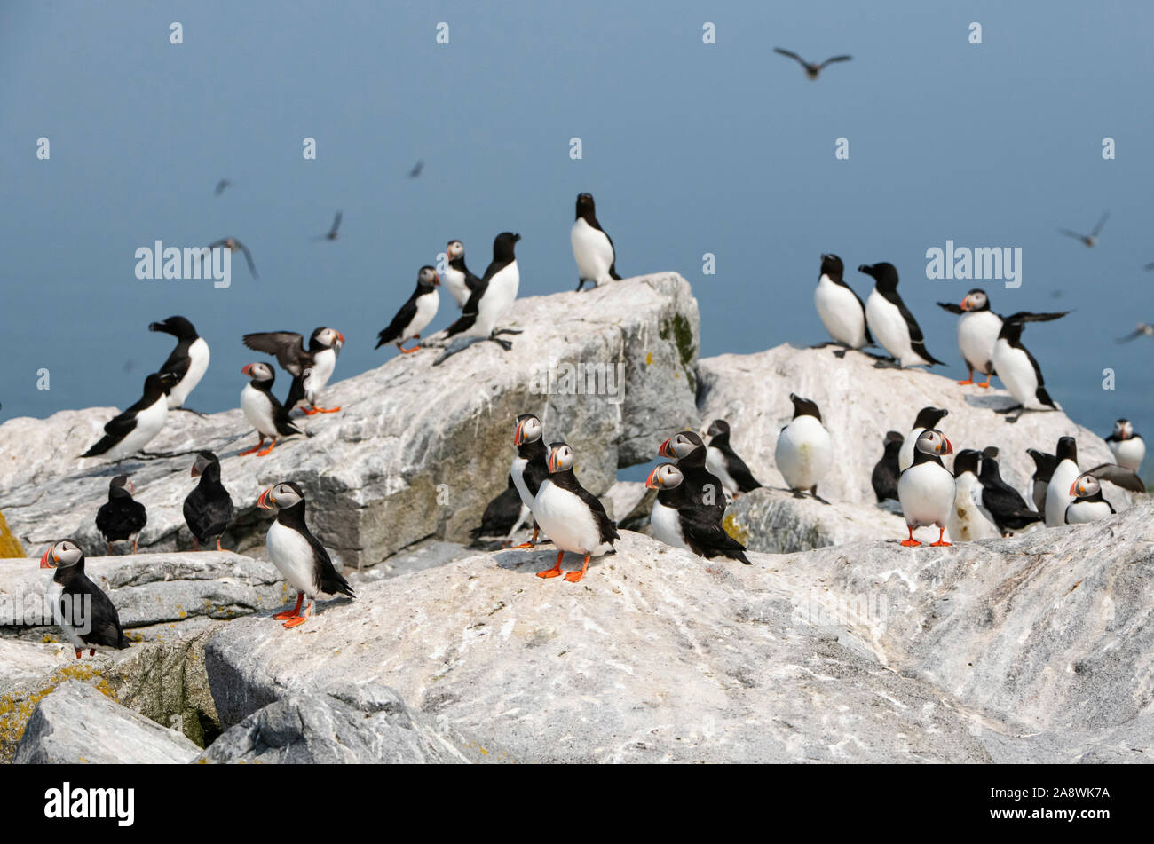 Puffin colonies hi-res stock photography and images - Alamy