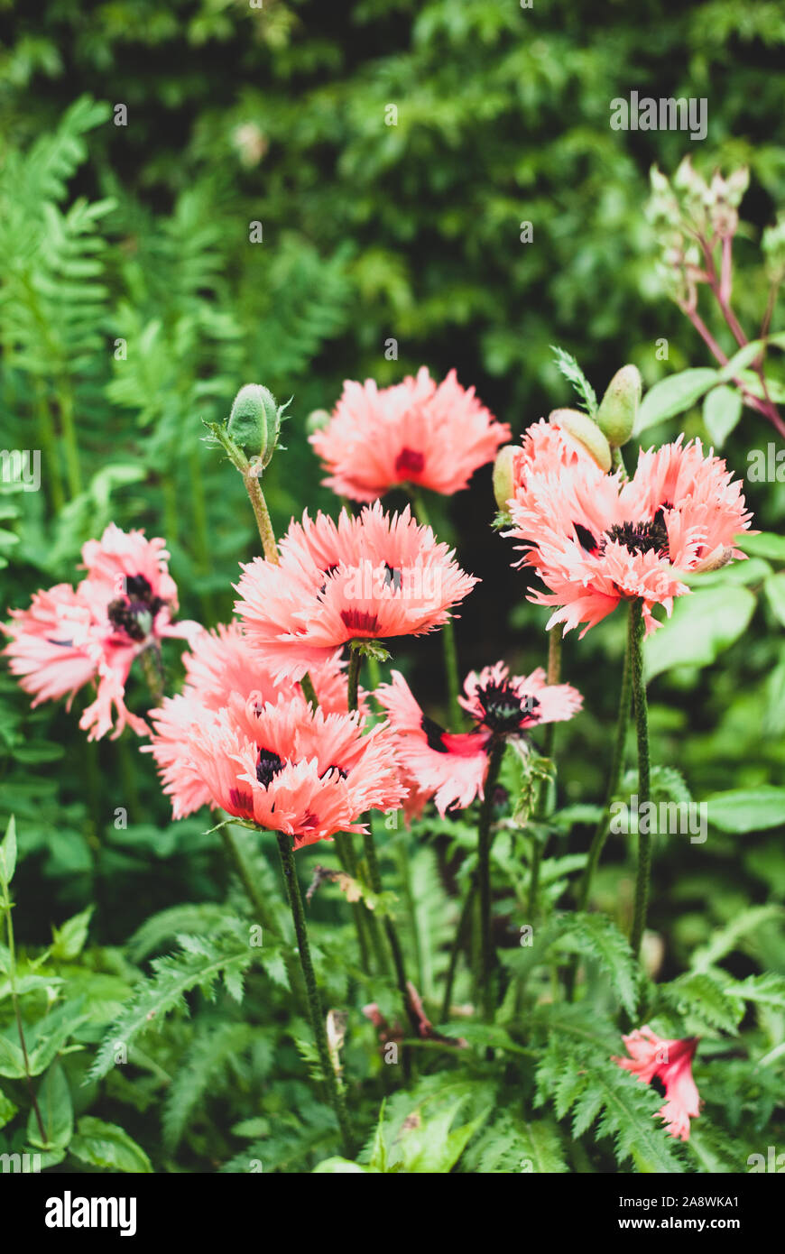 Frilled petals hi-res stock photography and images - Alamy