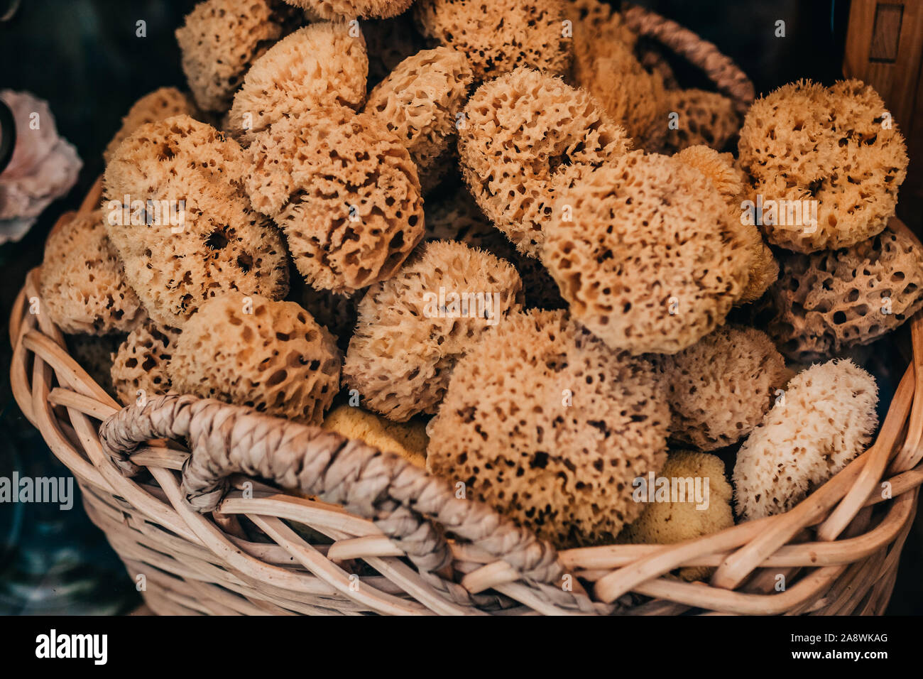 Little sponges hi-res stock photography and images - Alamy