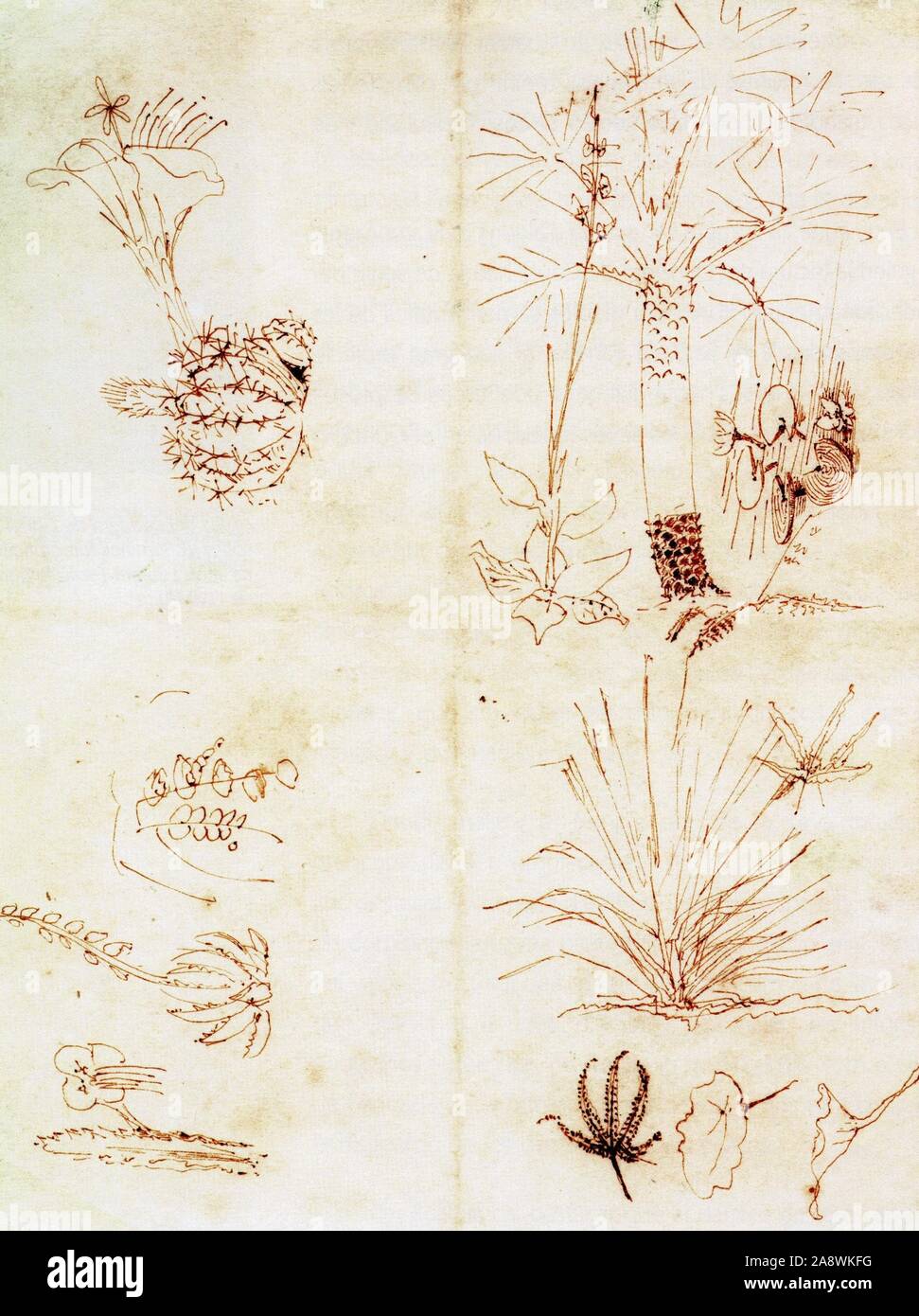 Gaudi drawings of plants and flowers, circa 1876-1887. Author: ANTONI ...
