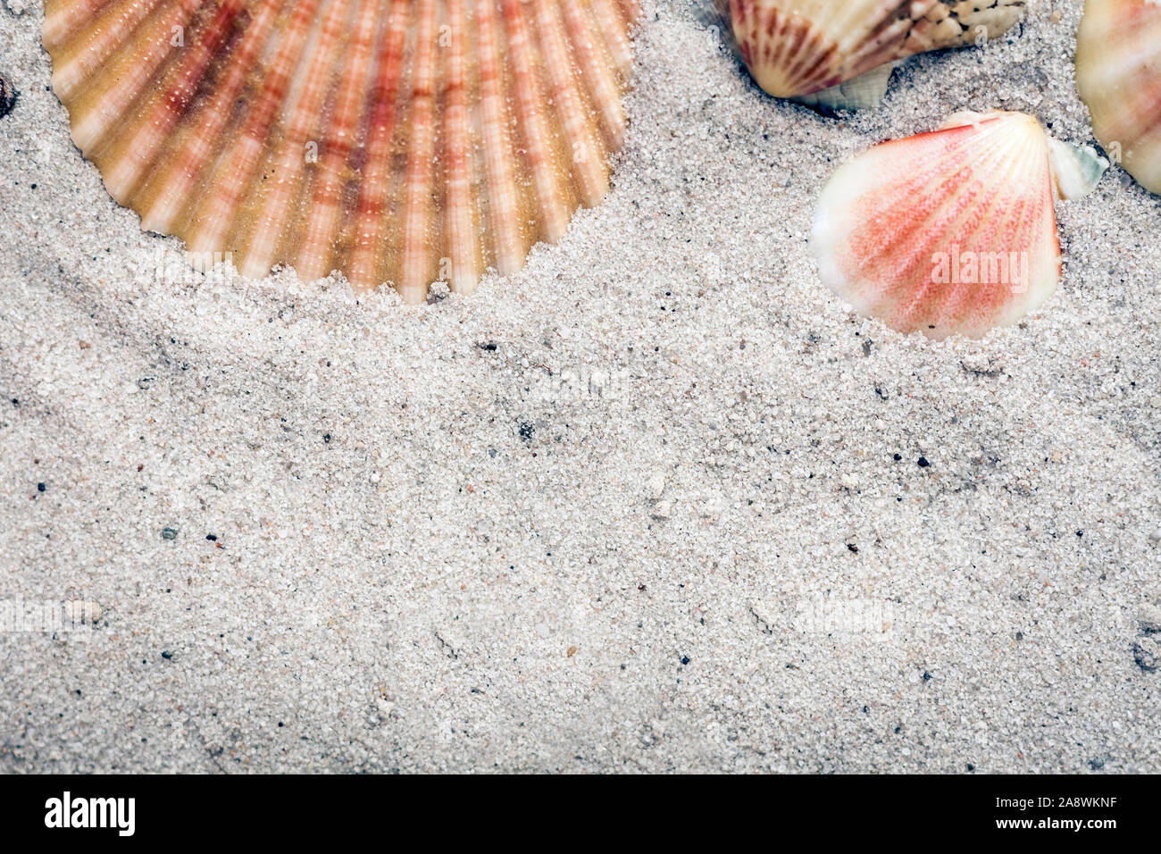 Seashells on the sand, summer beach background travel concept with copy ...