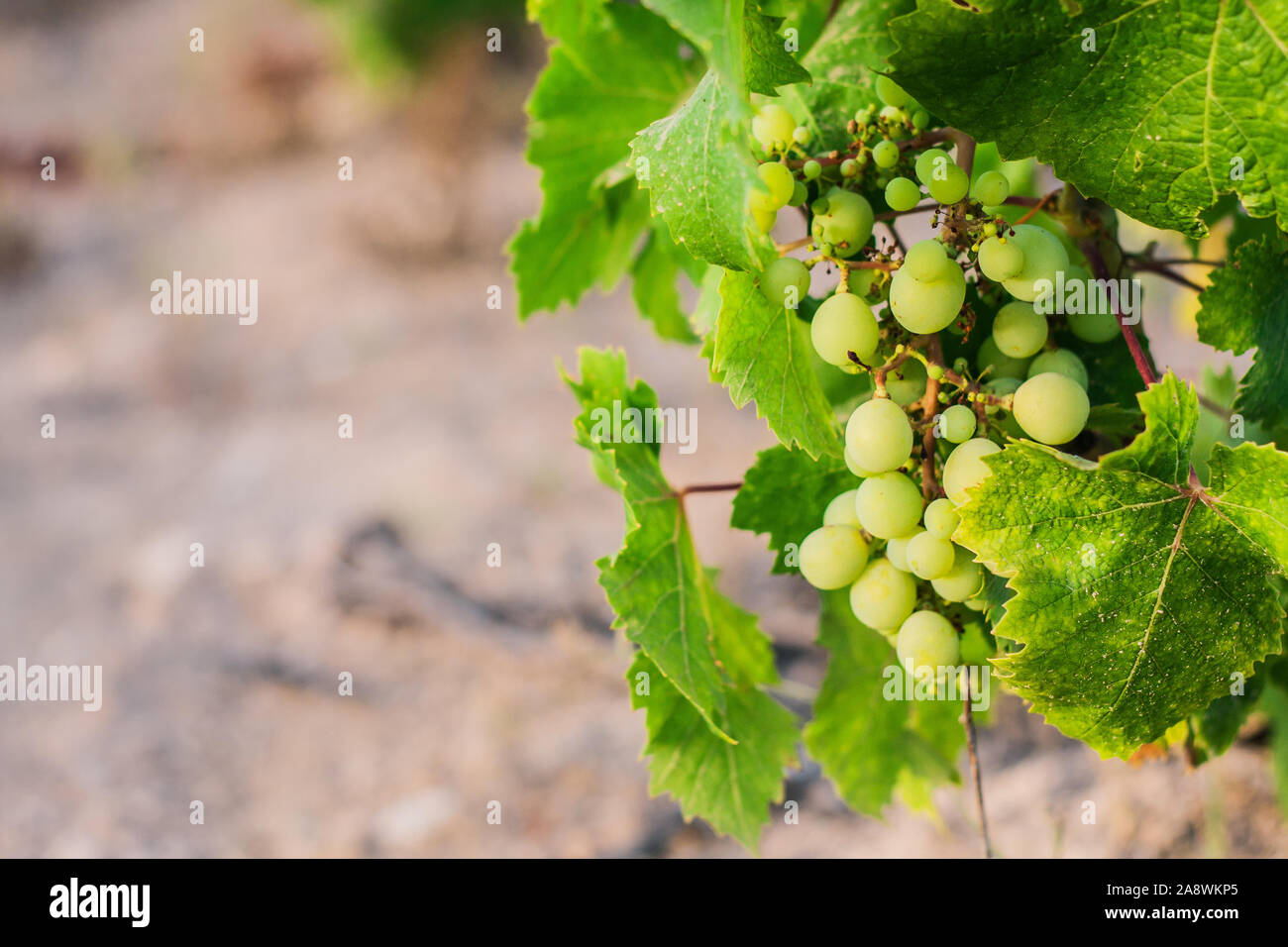 Grape harvest season - the tradition of winemakers Stock Photo - Alamy