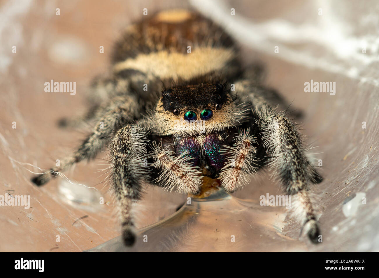 Regal Jumping Spider (Phidippus regius) drinking Stock Photo - Alamy