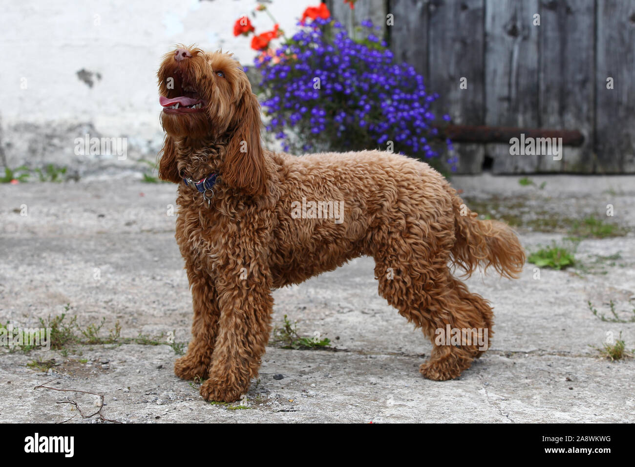 Cocker spaniel ginger hi-res stock photography and images - Alamy