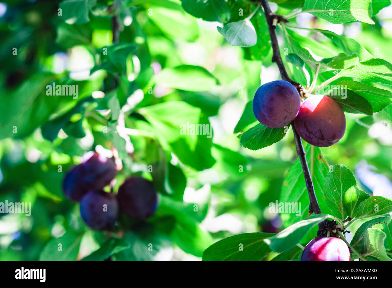 ripe blue plums on a tree branch in an orchard on a sunny day Stock ...