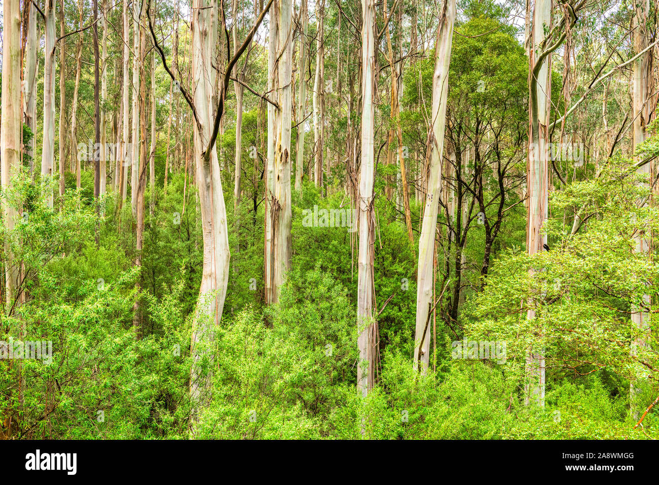 Giant swamp gum eucalyptus regnans hi-res stock photography and images ...