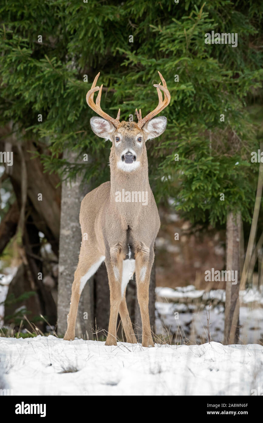 White-tailed Deer (Odocoileus virginianus). Mature Buck during mating ...
