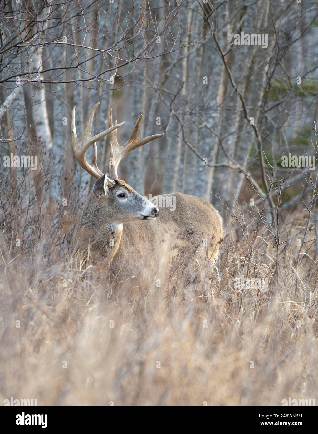 White-tailed Deer (Odocoileus virginianus). Mature Buck during mating ...