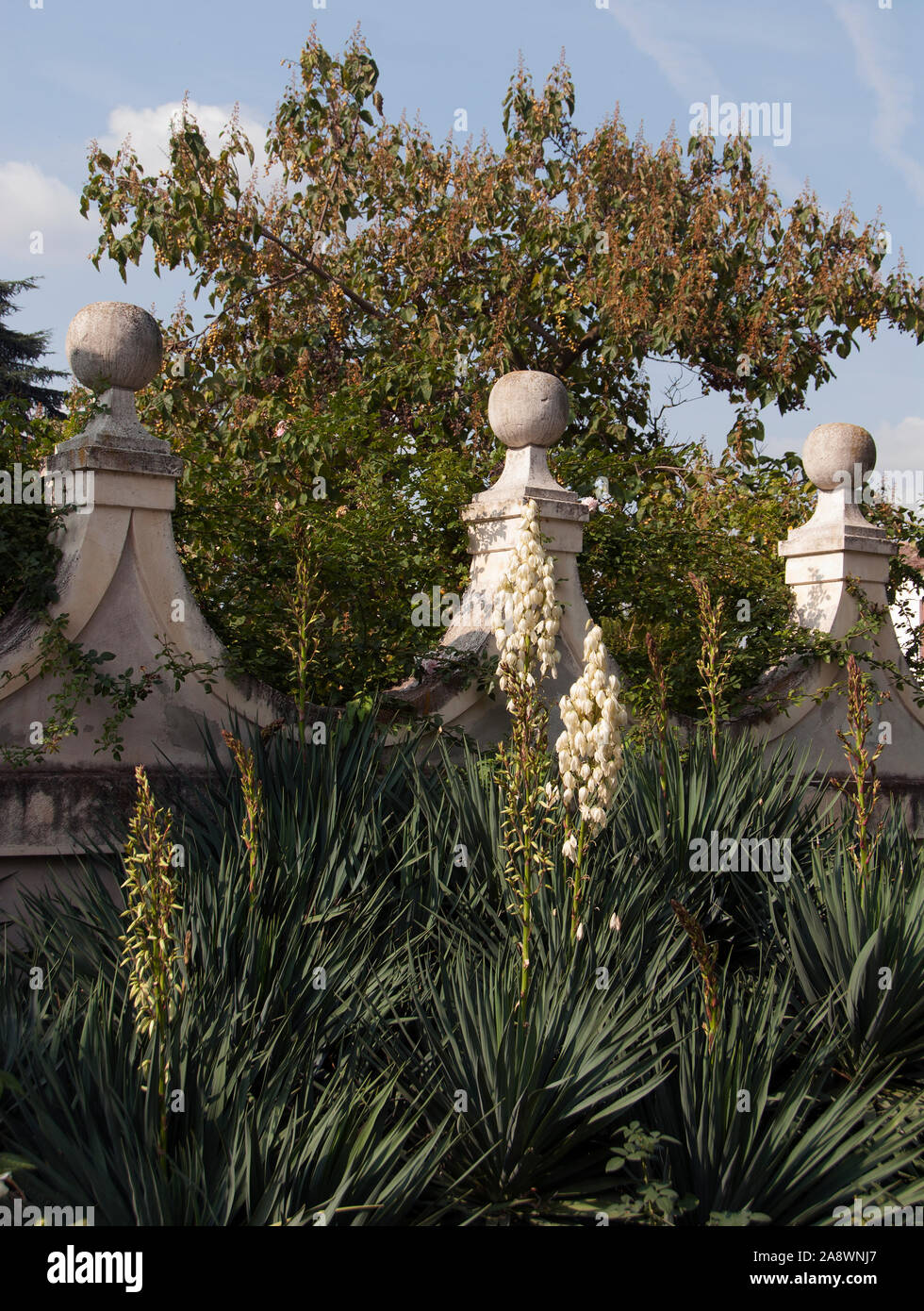 Flowering Yucca in Italian Villa Historic Garden beside an ...