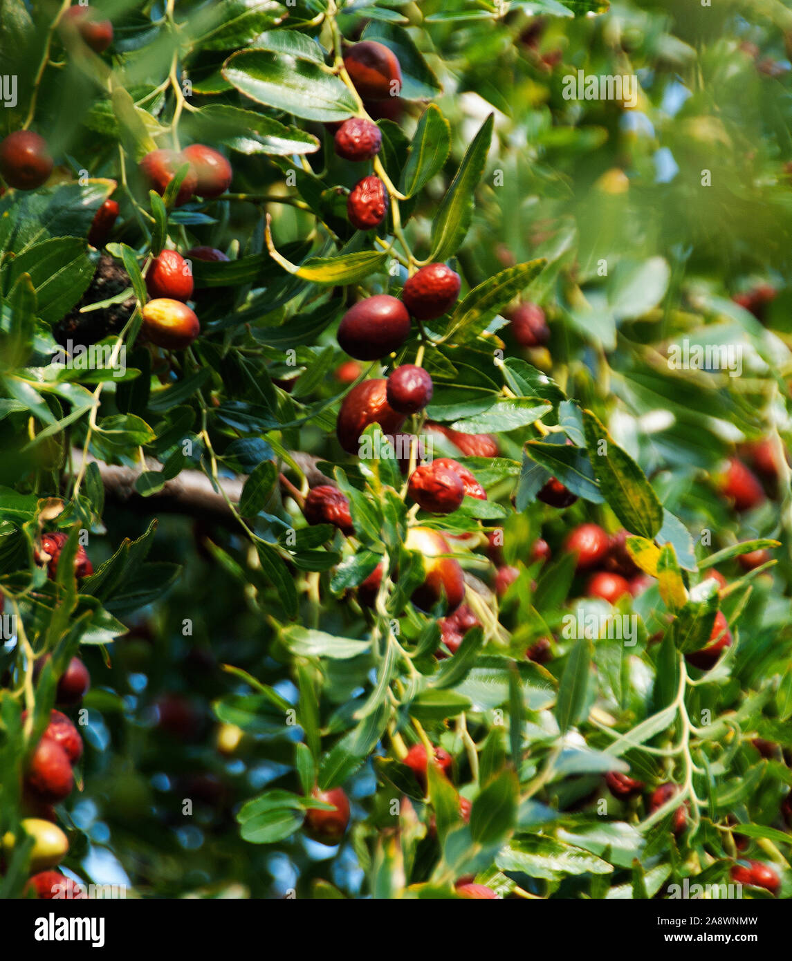 Clusters of red olives hi-res stock photography and images - Alamy