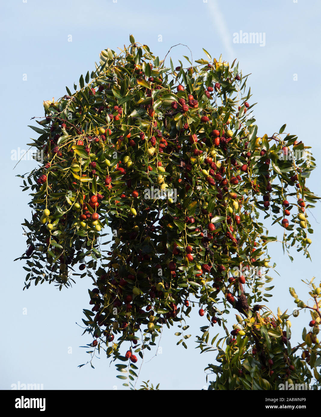 Clusters of red olives hi-res stock photography and images - Alamy
