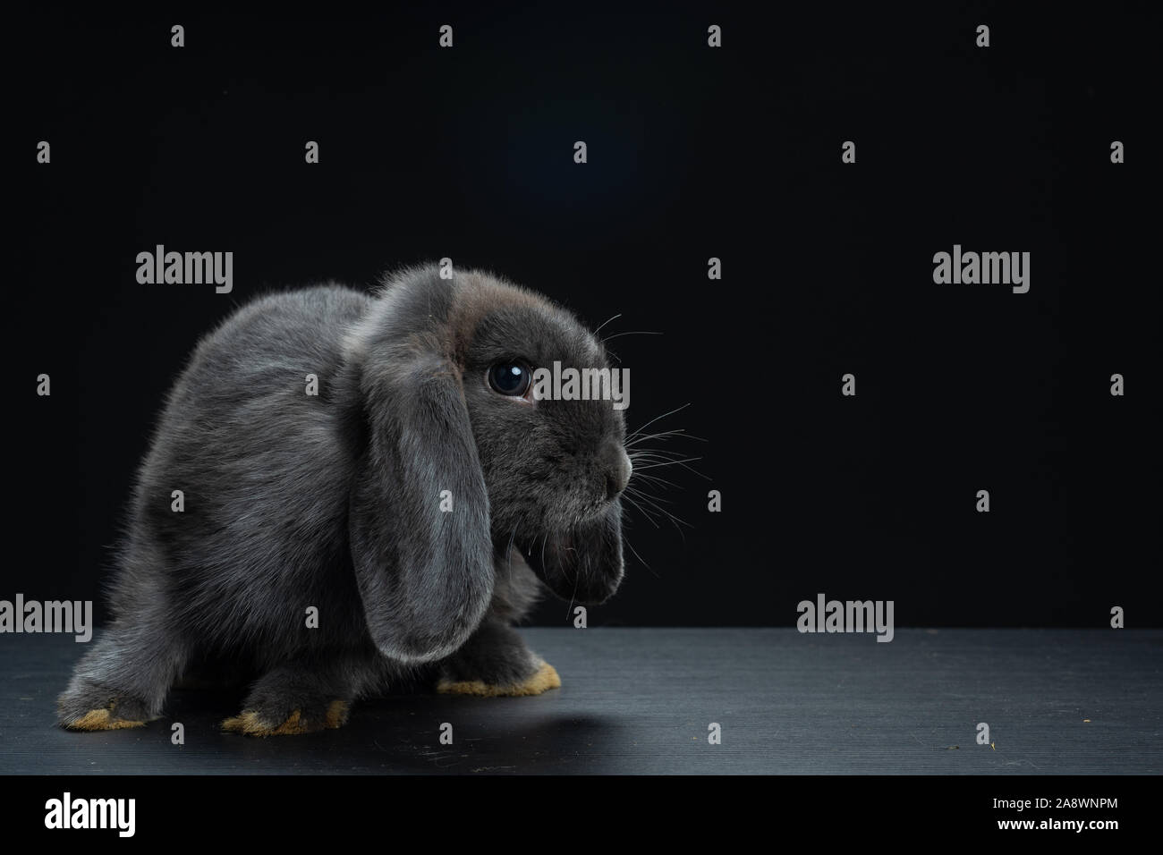 Blue vienna rabbit hi-res stock photography and images - Alamy