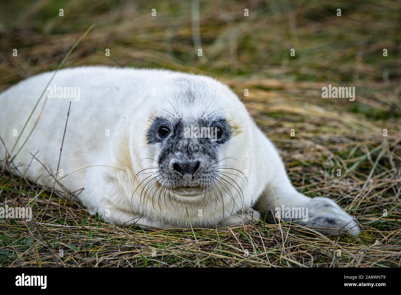 Seal pup on beach hi-res stock photography and images - Alamy