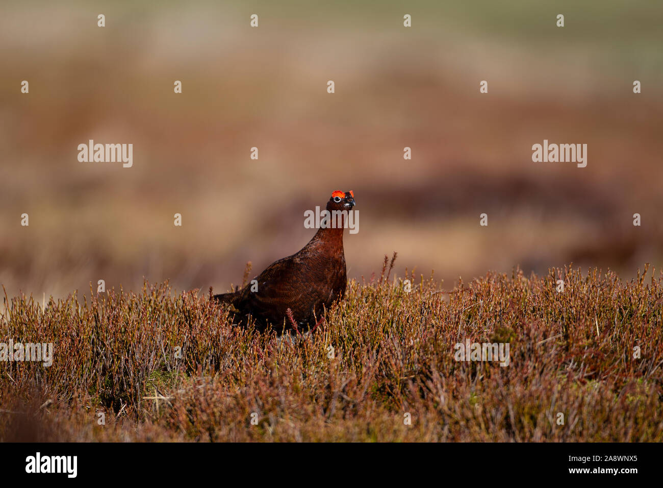 Logo of the famous grouse whisky hi-res stock photography and images ...