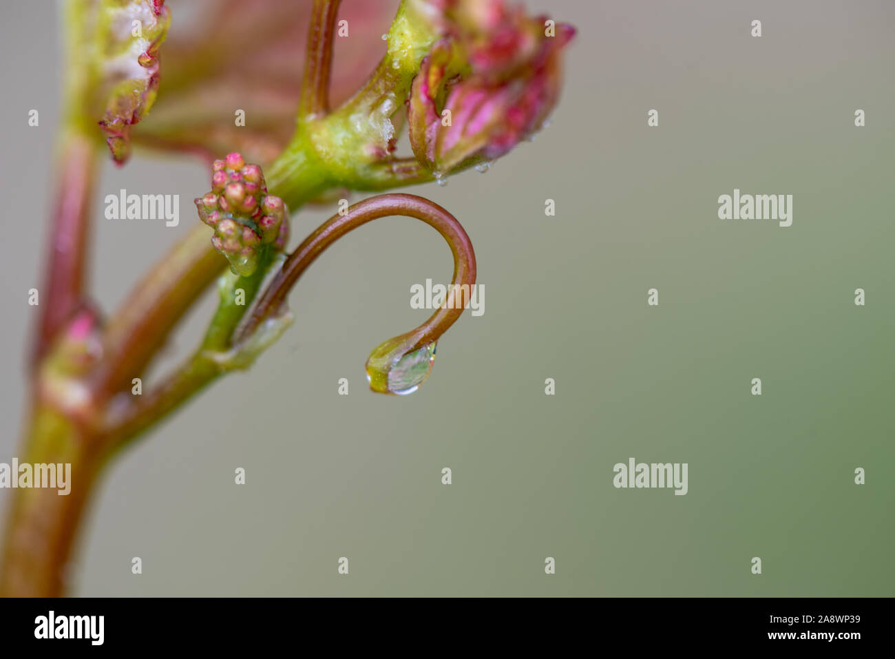 vine bud drop Stock Photo - Alamy